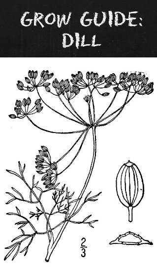 Why Dill Is The Easiest Herb To Grow – Pickles Of Wisdom