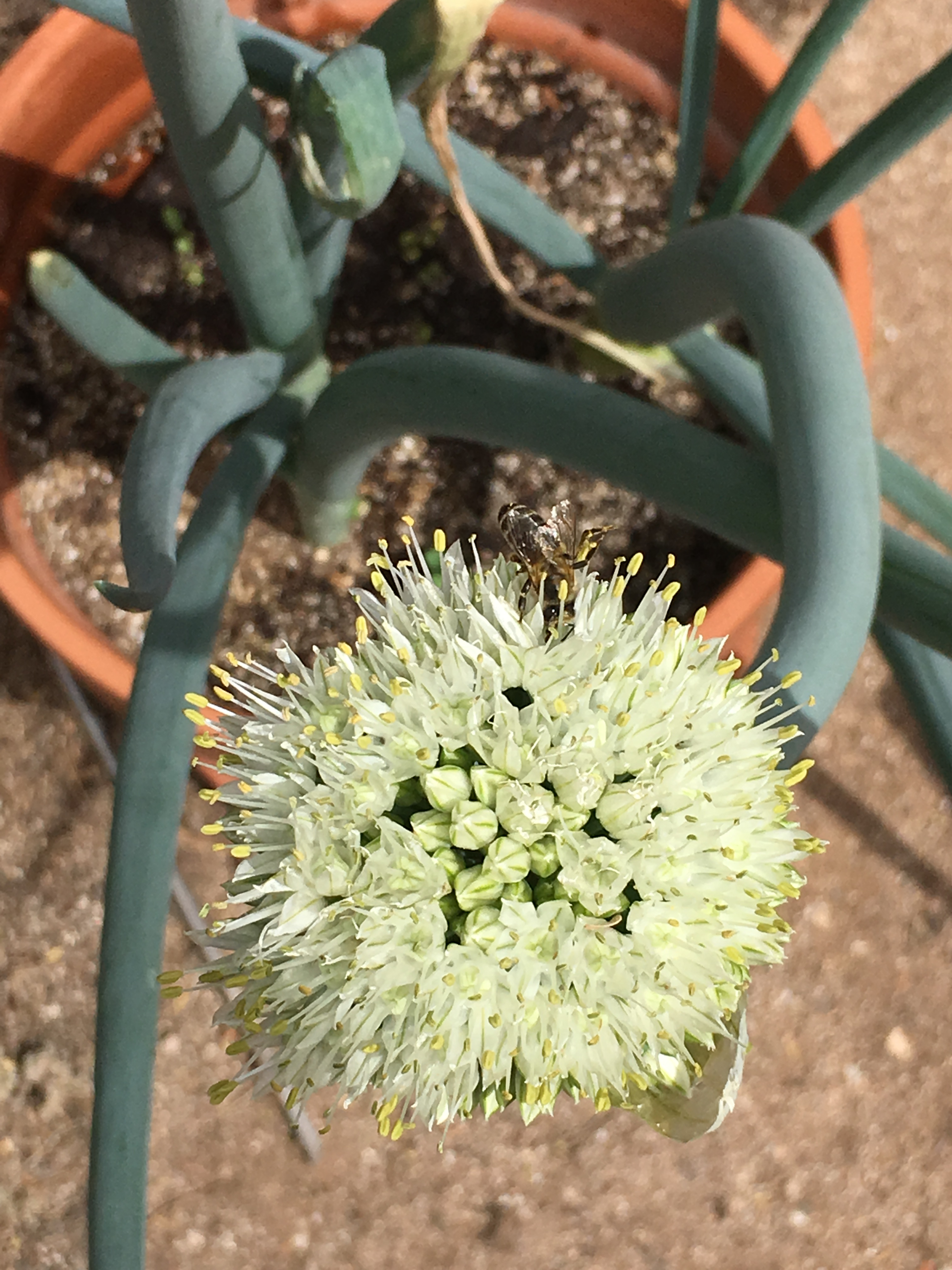 How To Grow Green Onions (And Have An Infinite Supply) – Pickles Of Wisdom